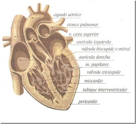 Las válvulas del Corazón - Ciencia Explicada